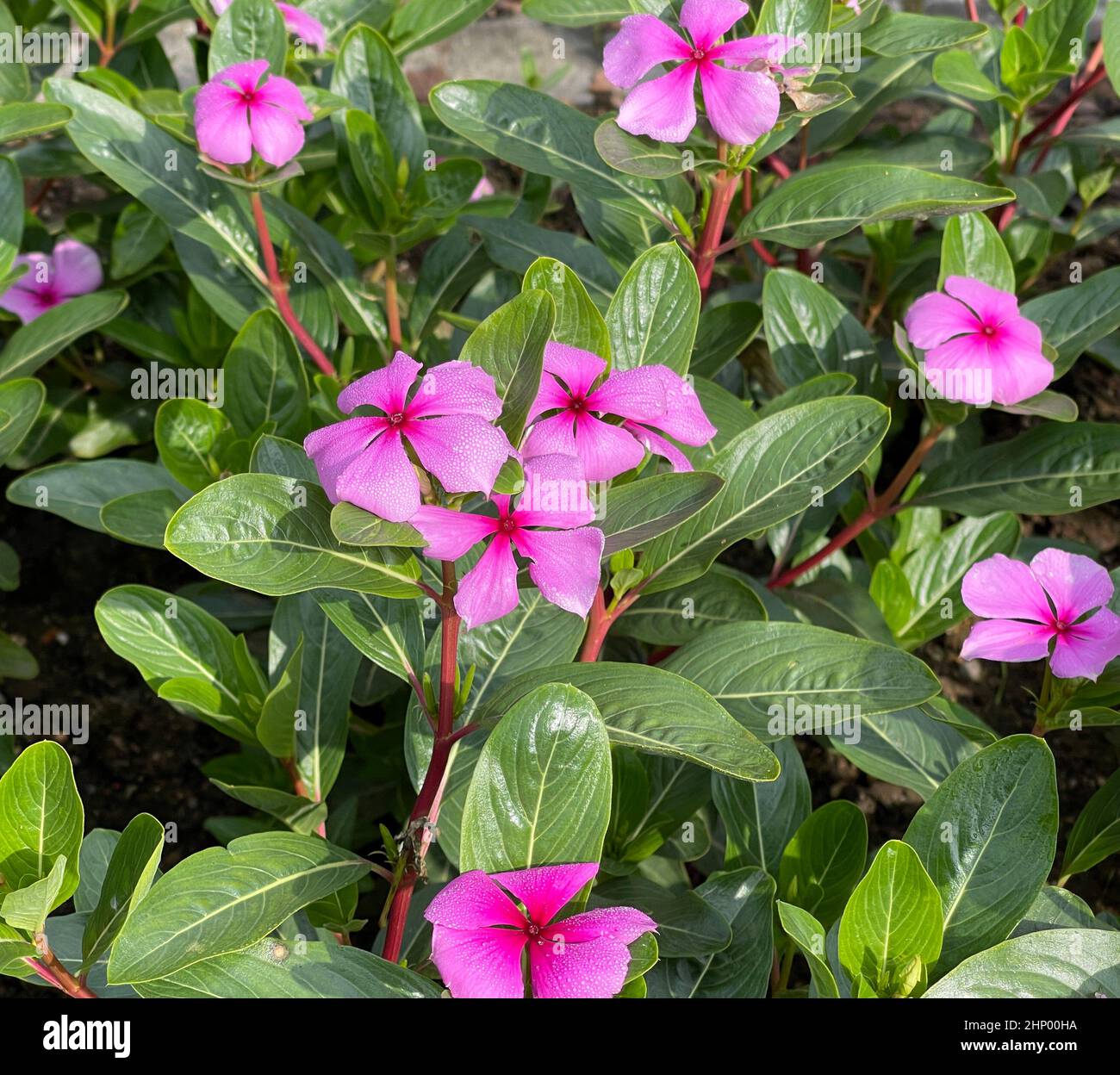 Madagascar evergreen, Cathranthus roseus, is an important medicinal ...