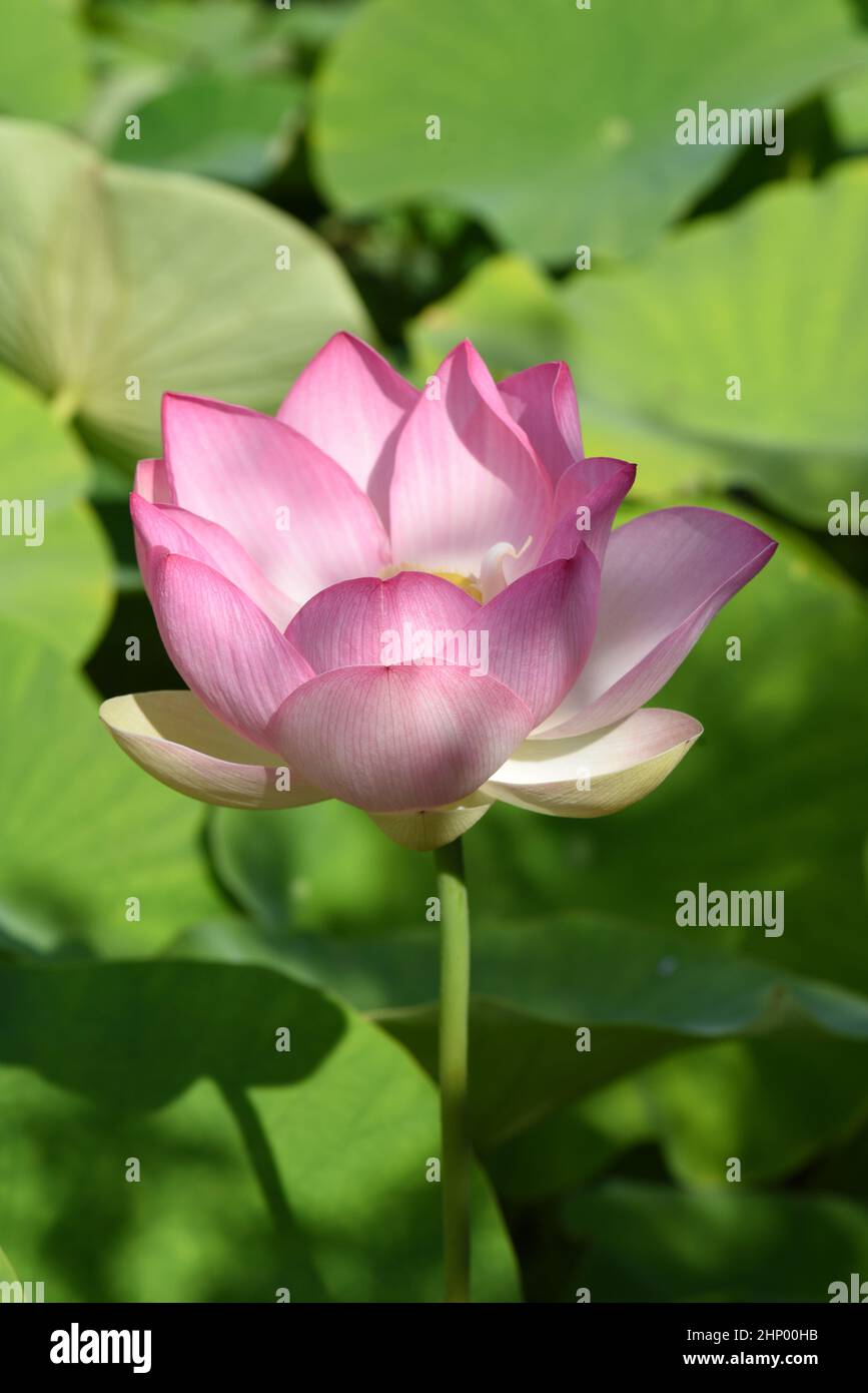 The lotus flower, Lotus nucifera, is a beautiful Indian water and ...