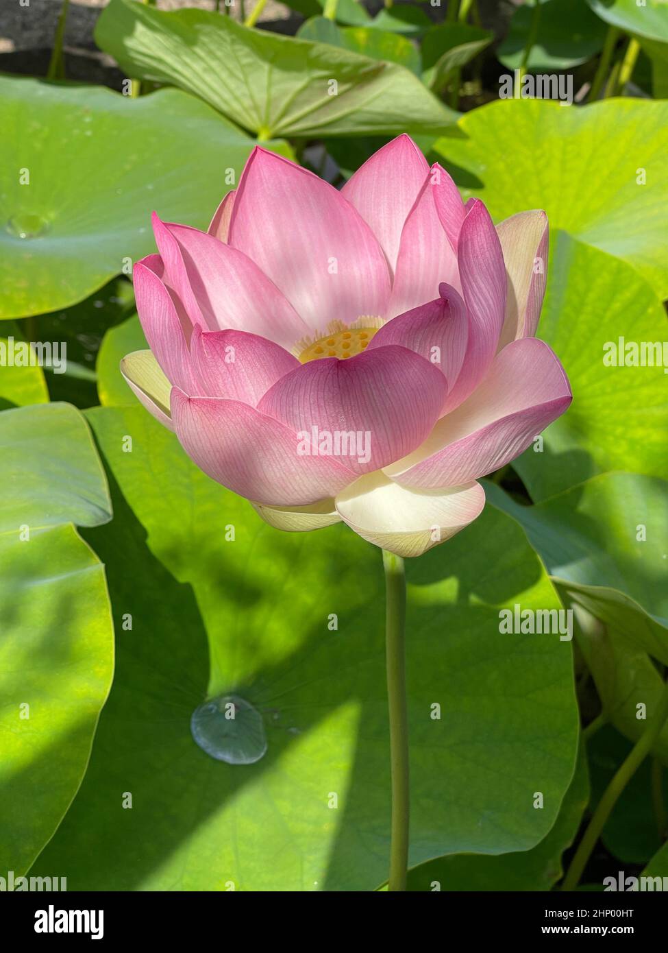 The lotus flower, Lotus nucifera, is a beautiful Indian water and ...