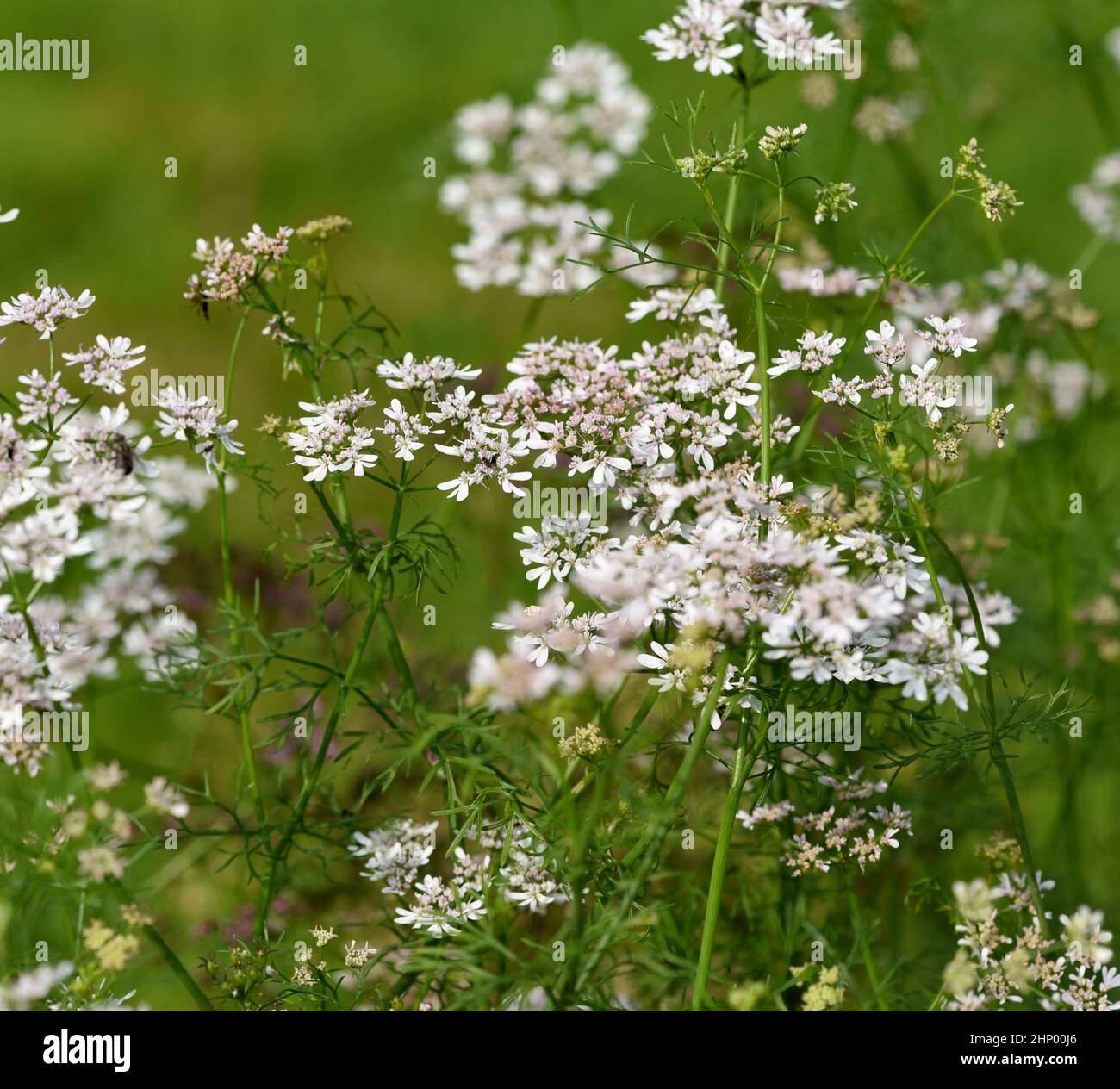 Coriander, Coriandrum sativum, is an important medicinal and herb plant ...