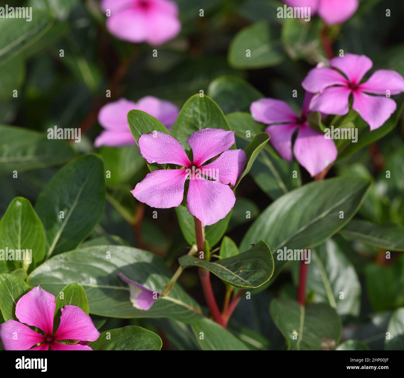 Madagascar evergreen, Cathranthus roseus, is an important medicinal ...