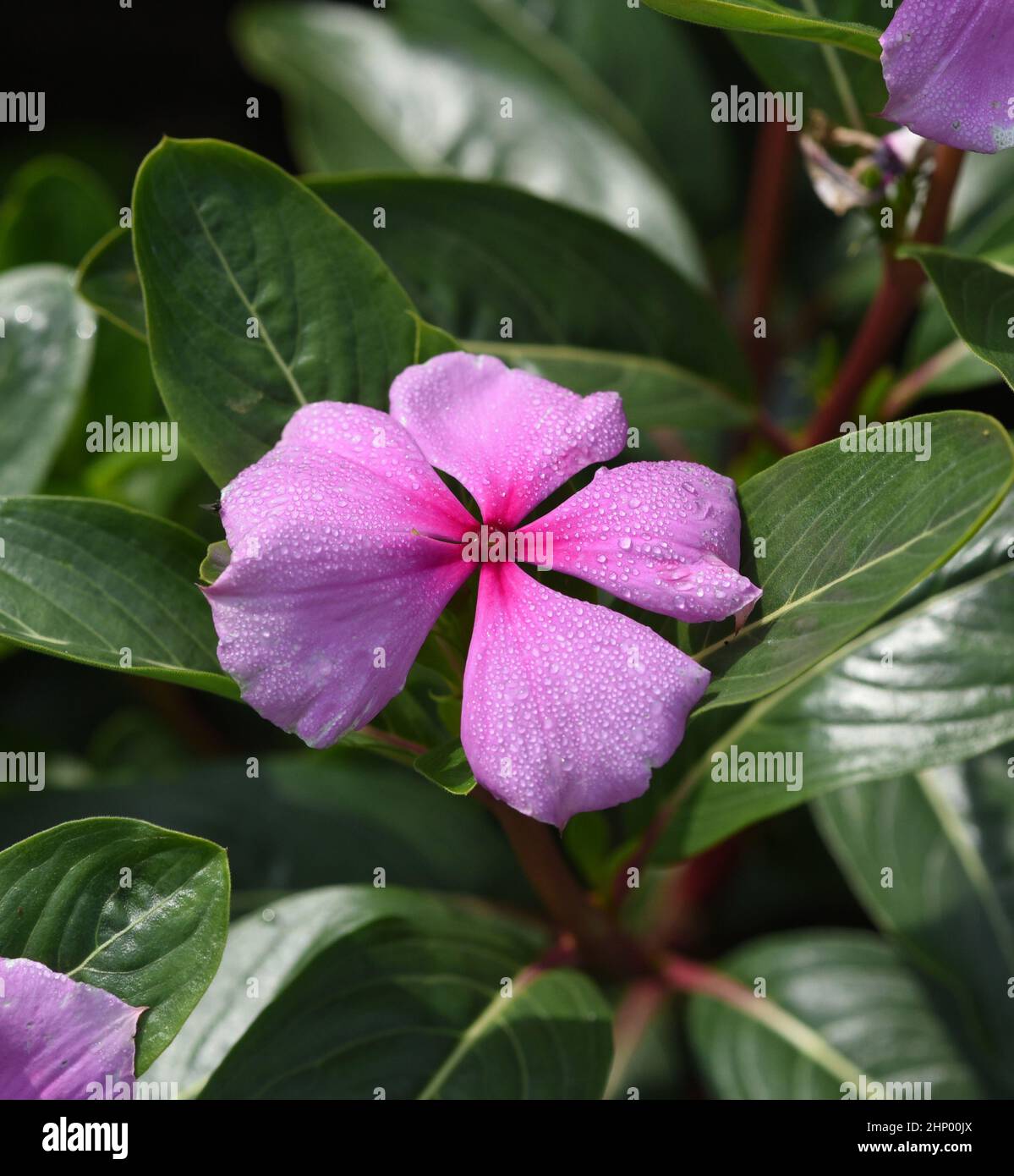 Madagascar evergreen, Cathranthus roseus, is an important medicinal ...