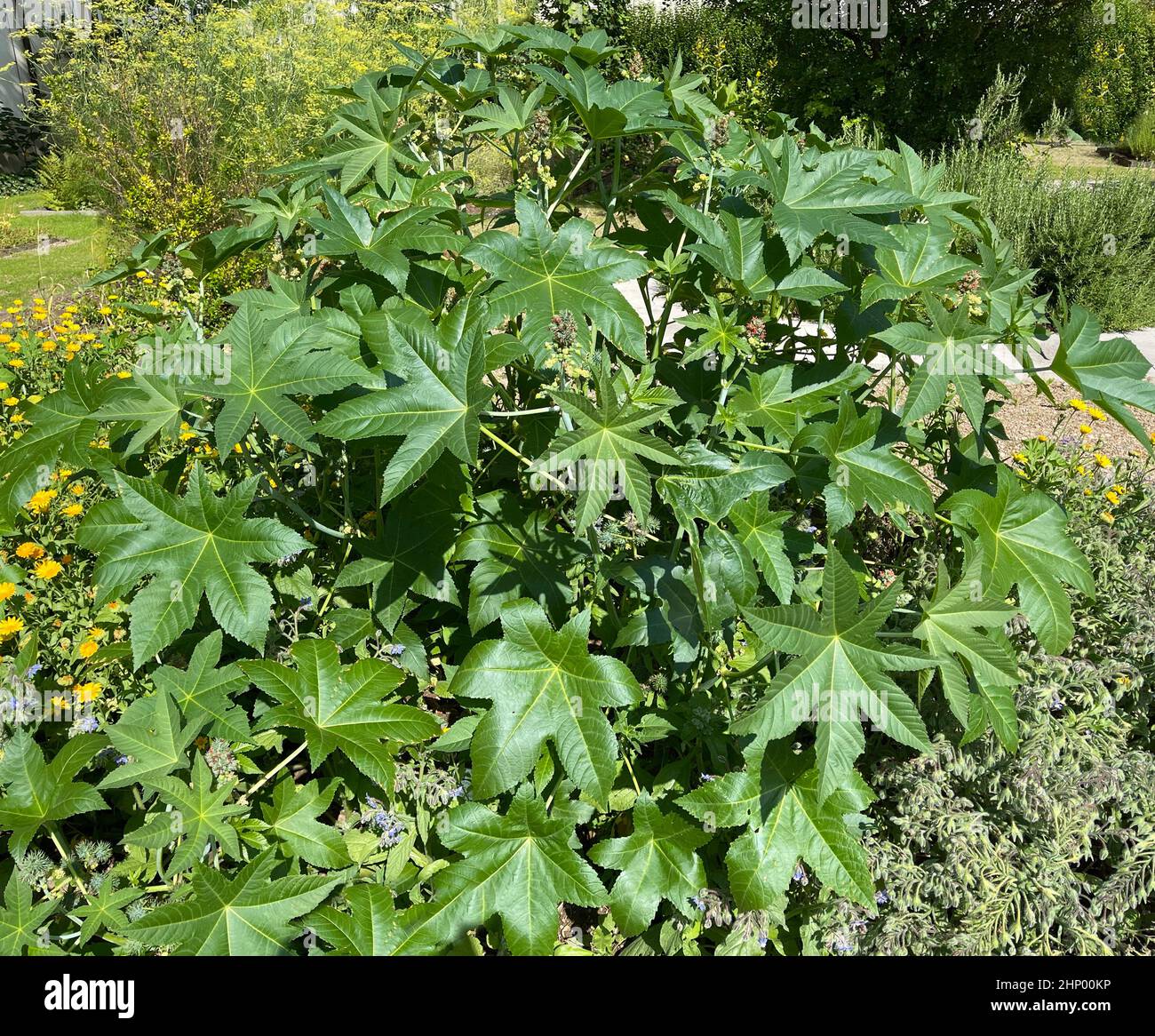 Castor oil, Ricinus communis, is a poisonous and medicinal plant with ...