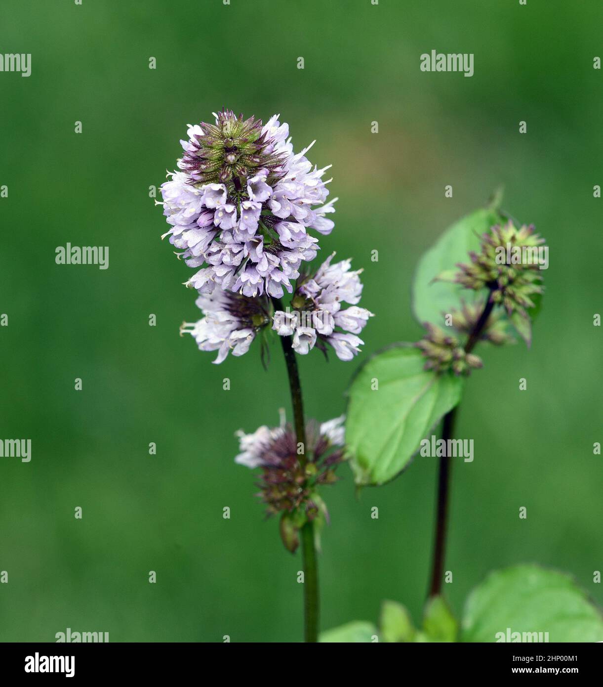 Peppermint, Mentha piperita, is one of the most important medicinal ...