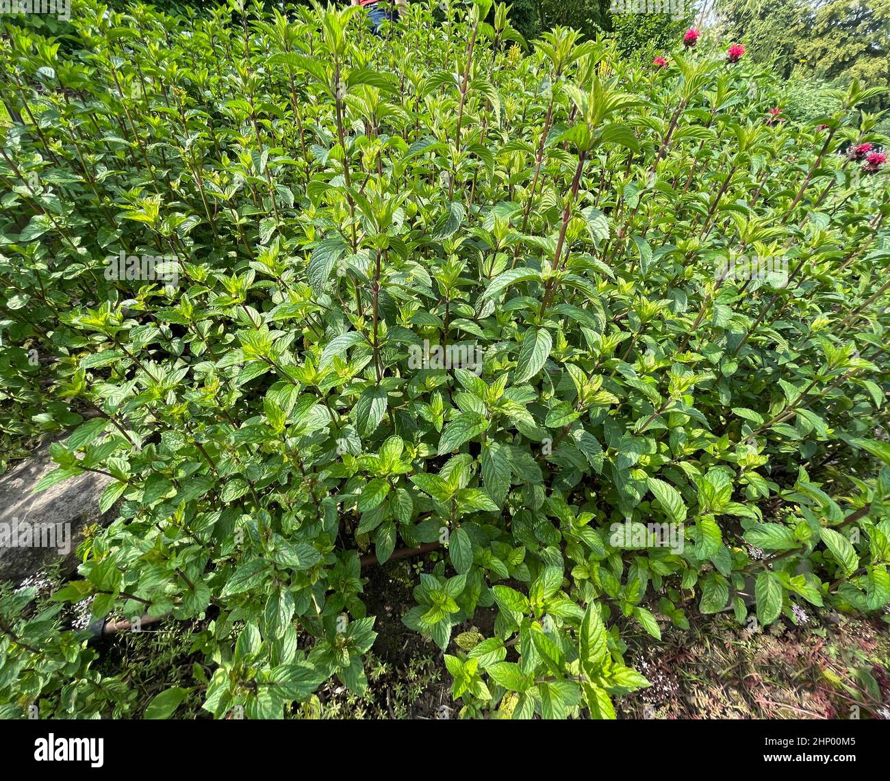 Peppermint, Mentha piperita, is one of the most important medicinal ...