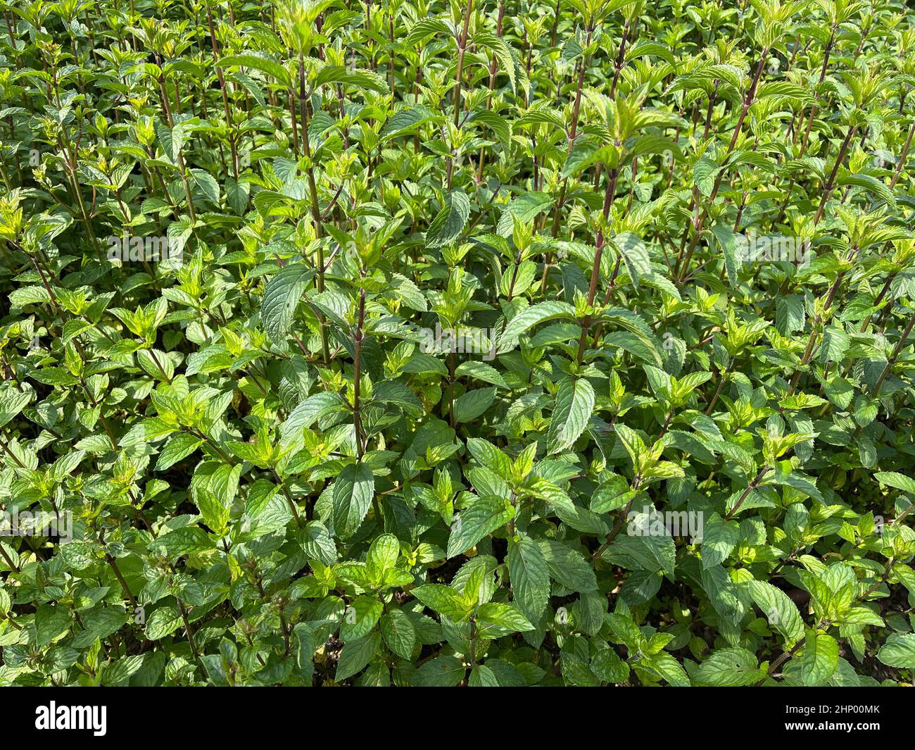 Peppermint, Mentha piperita, is one of the most important medicinal ...