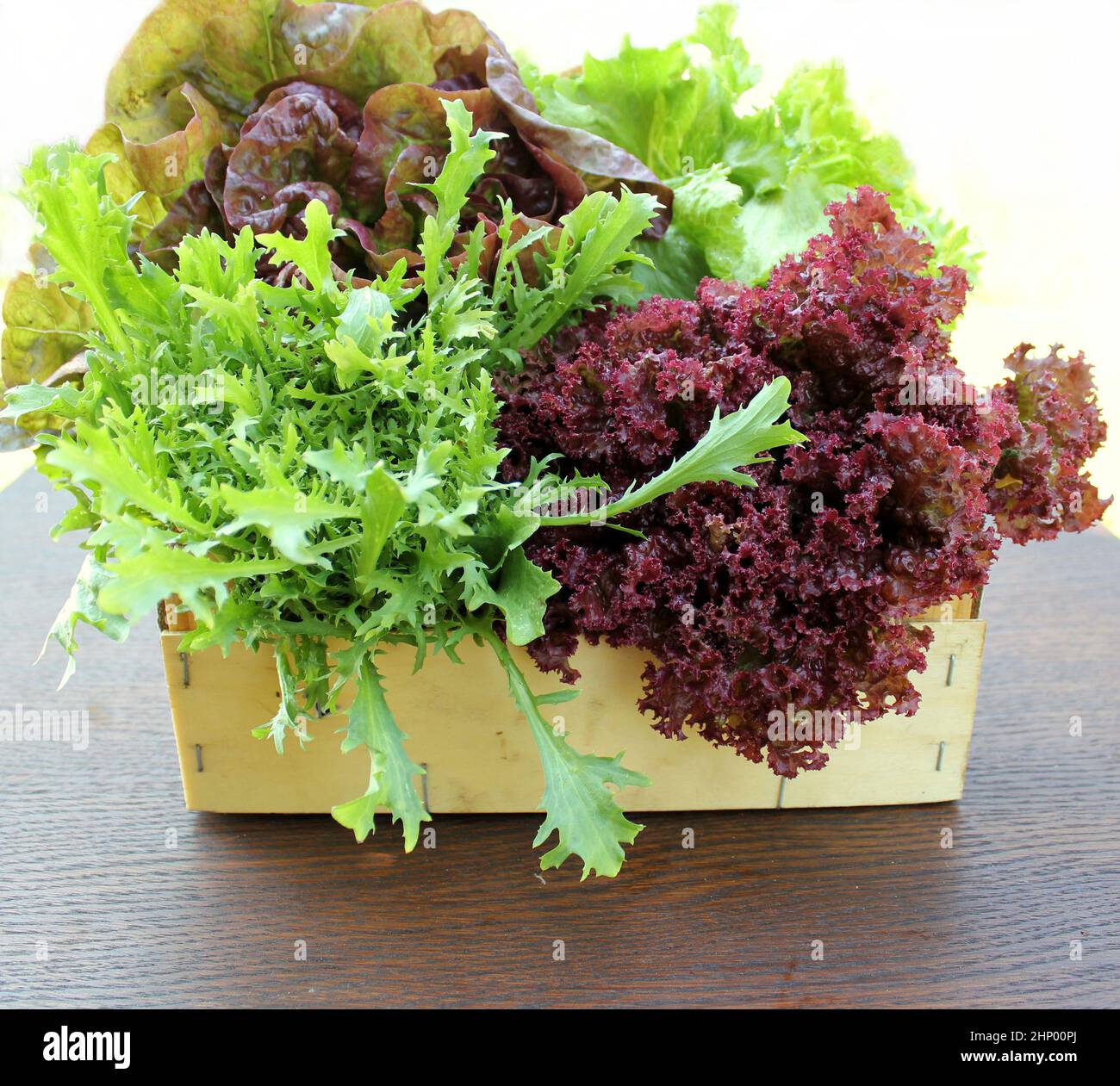 Basket of fresh several types of lettuce . Green and red lettuce Stock ...