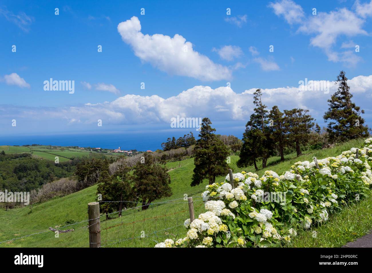 Beautiful rows of hydrangea flowers on the northern coast of Flores ...
