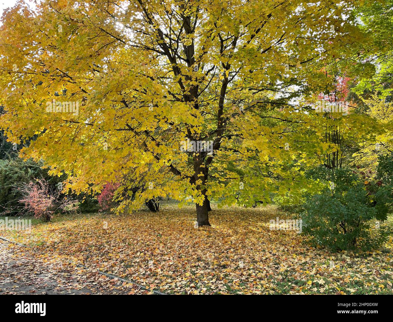 Ahornbaum, Acer mit schoener Herbstfaerbung im Oktober. Maple tree ...