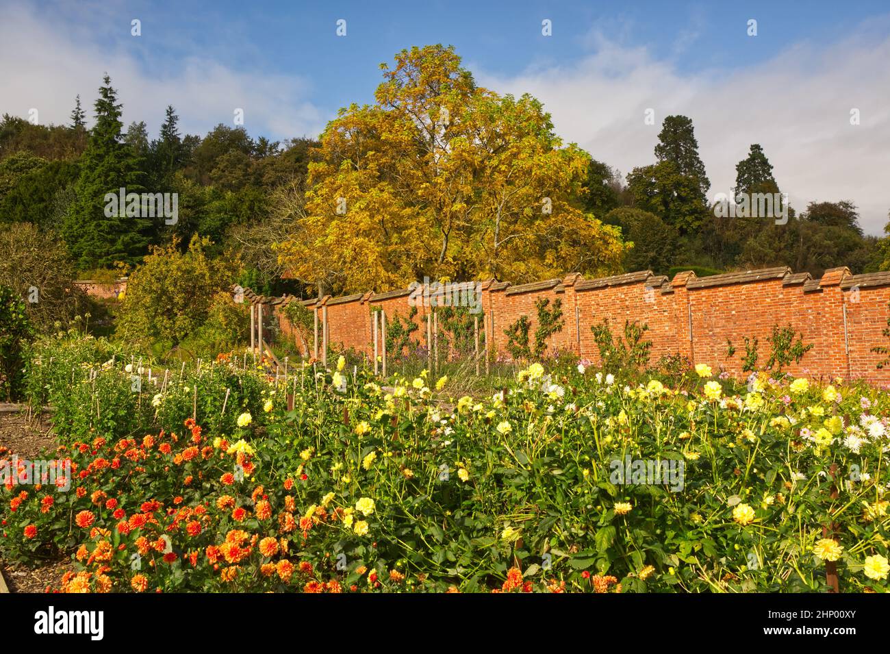 Autumn (Fall) colours in Kent garden, England Stock Photo - Alamy