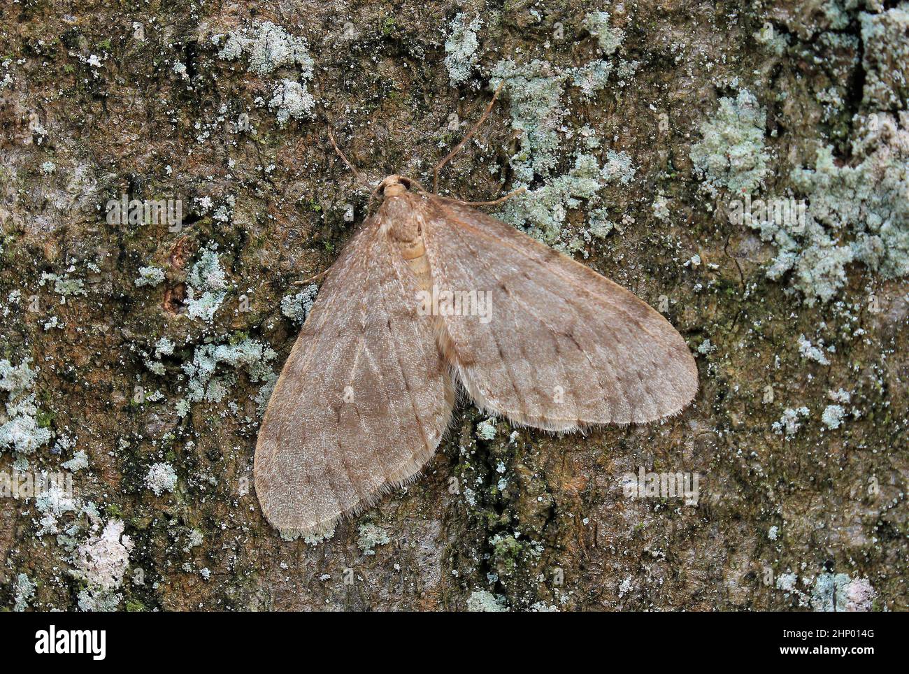Buchen-Frostspanner, Operophtera fagata, male Stock Photo - Alamy