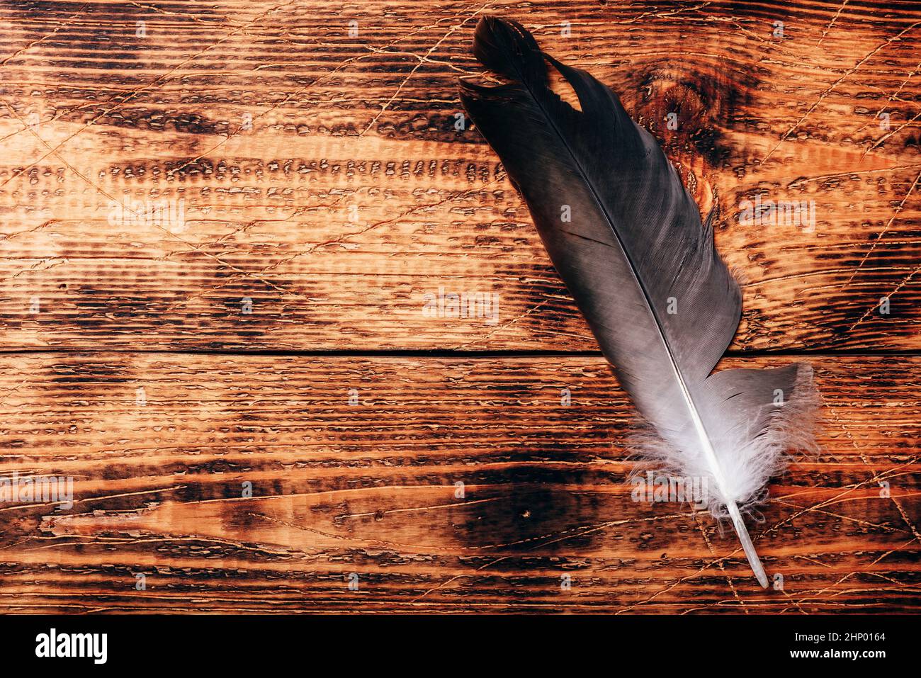 One hawk hi-res stock photography and images - Alamy