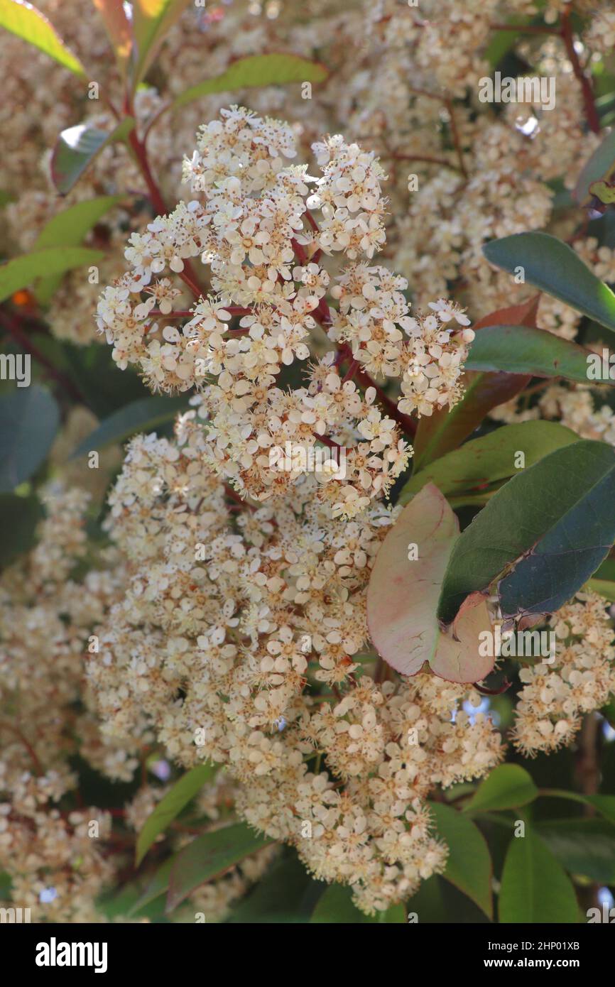 Blooming of Photinia Fraseri Red Robin Stock Photo - Alamy