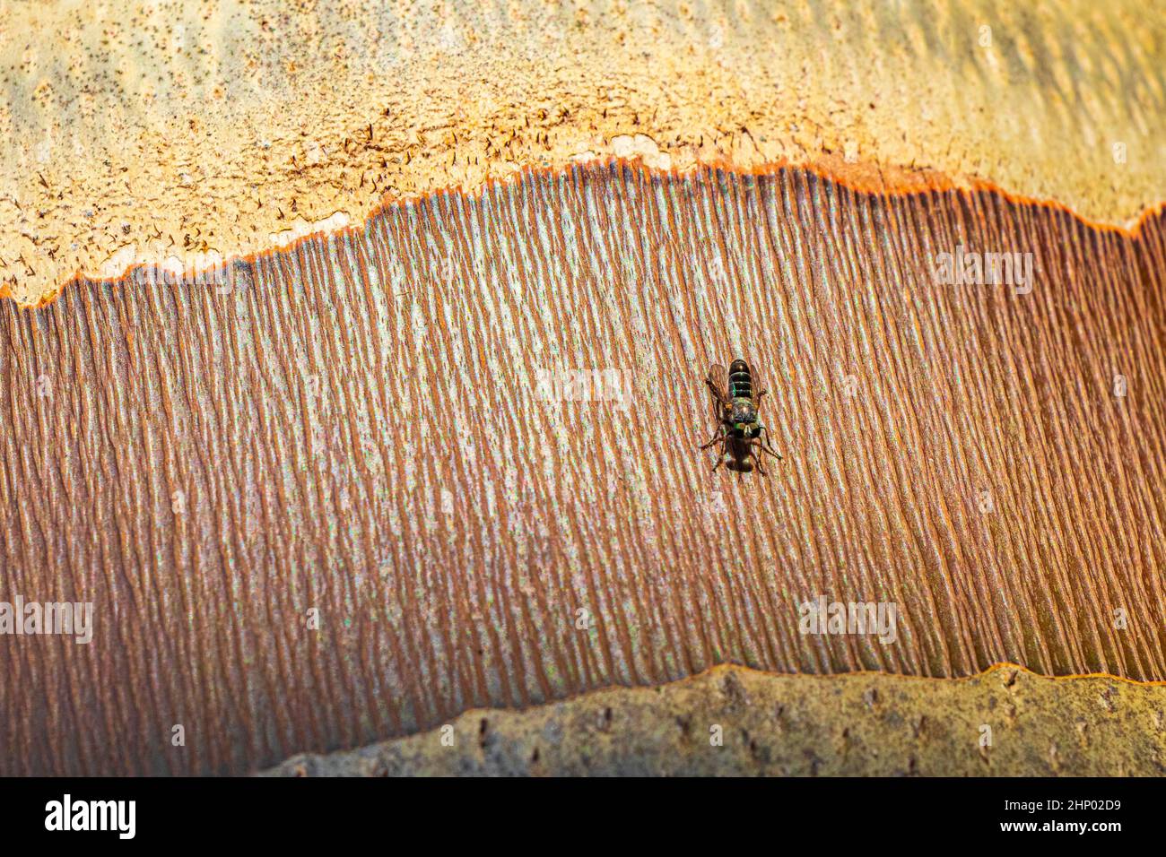 Texture bark and pattern of a palm tree with brown background and a fly ...