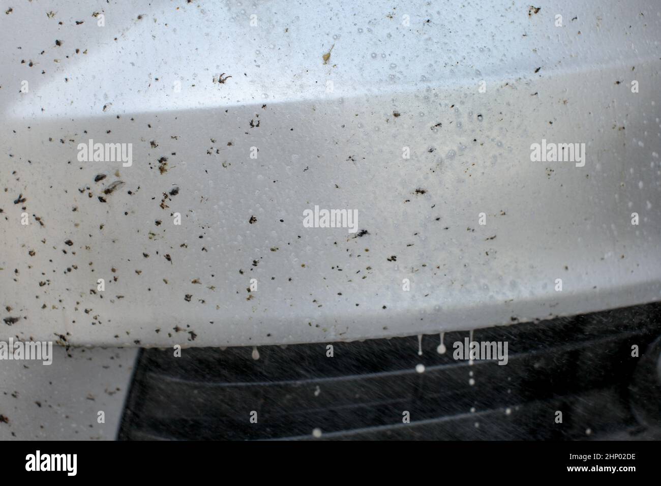 Insect remover being sprayed on car front, covered with bugs and flies ...