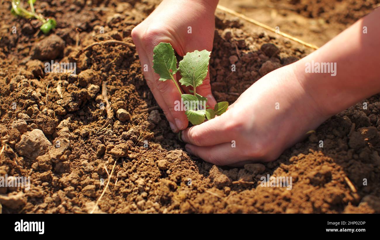 Detail on woman hands planting young plant seedling into wet ground ...