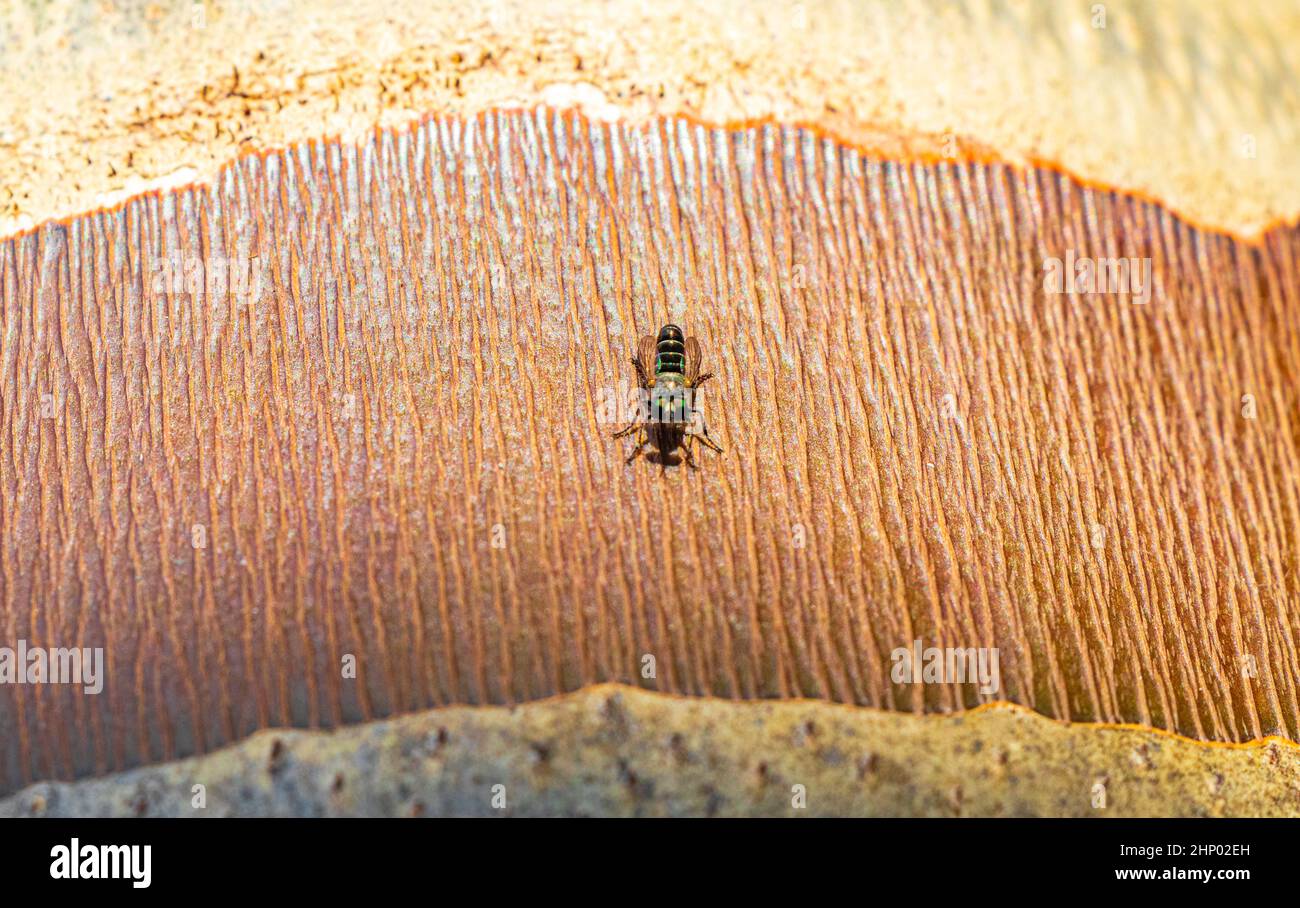 Texture bark and pattern of a palm tree with brown background and a fly ...