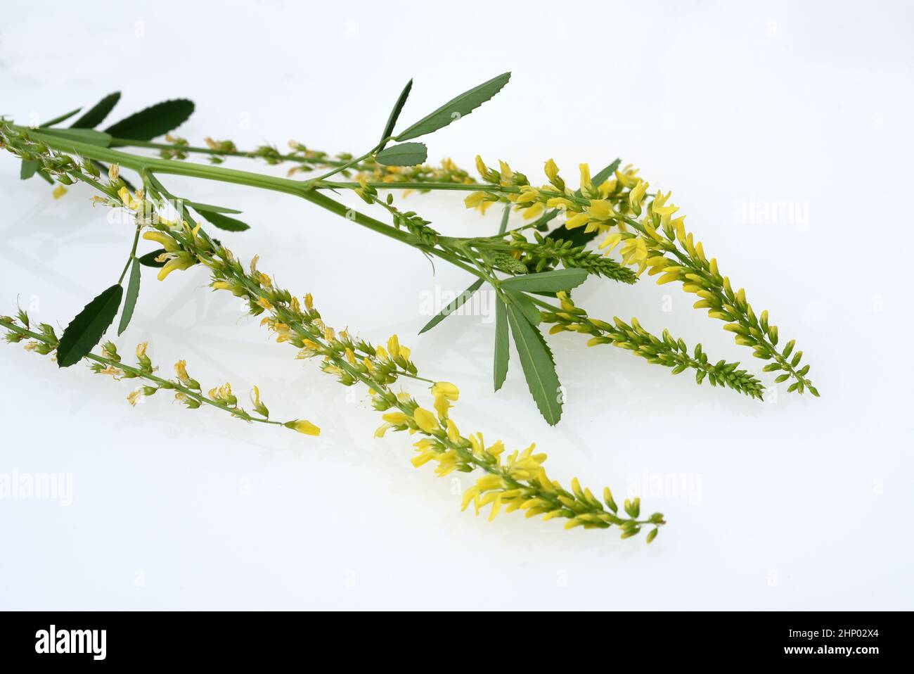 Sweet clover, Melilotus officinalis, is an important medicinal plant ...