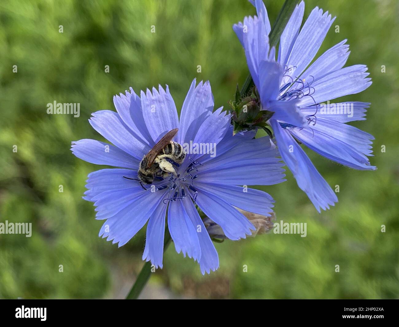 Chicory, Cichorium intybus, is a wild and medicinal plant with blue ...