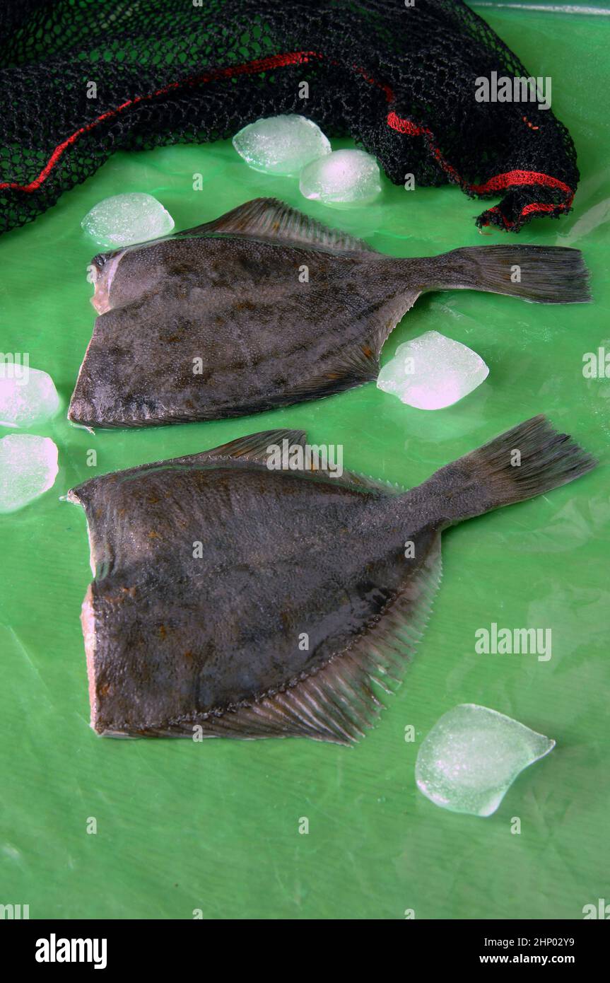 Flounder, flatfish the general name of a flatfish Stock Photo - Alamy
