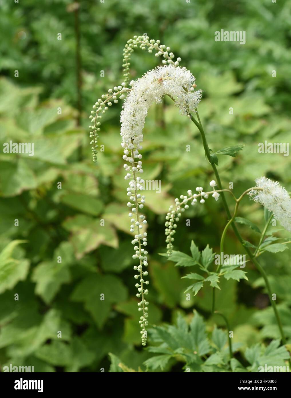 Black cohosh, Cimicifuga racemosa is an important medicinal and ...