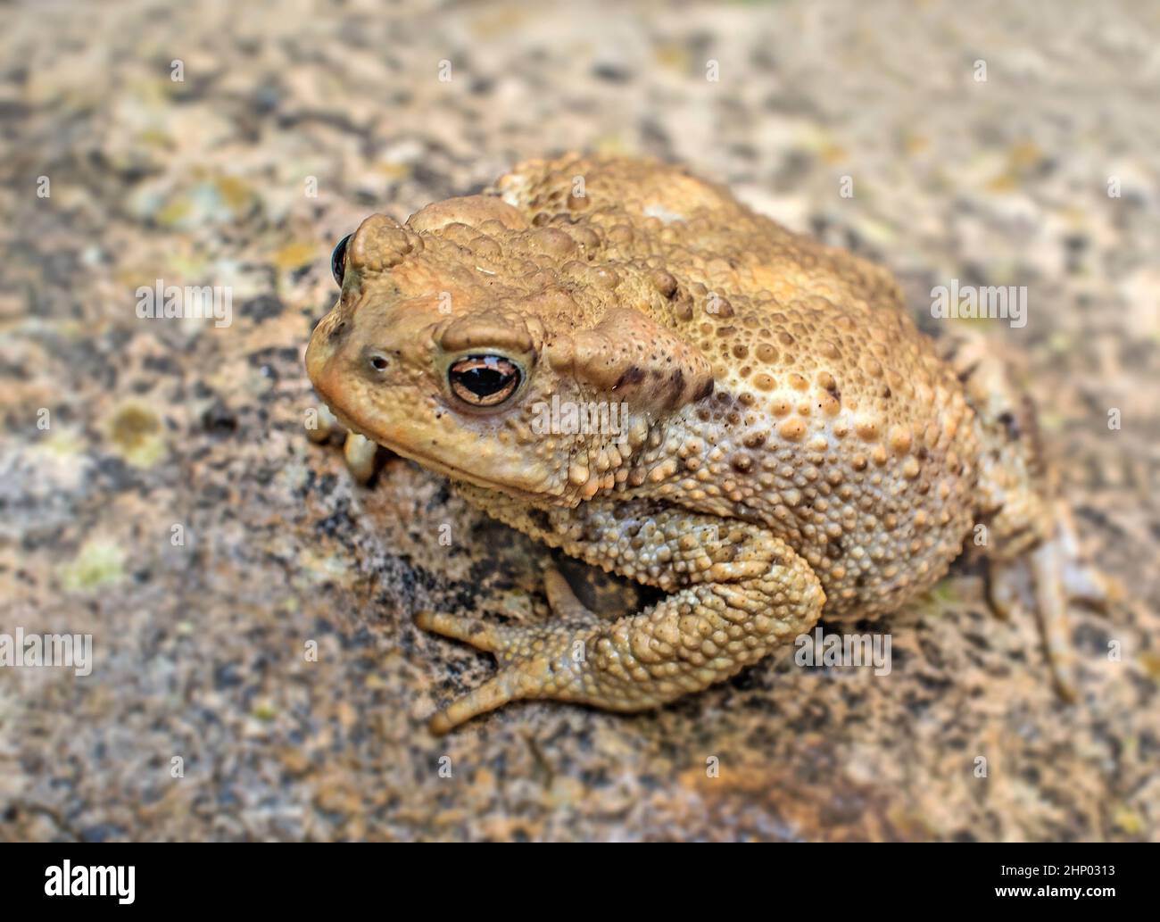 Jungatier hi-res stock photography and images - Alamy