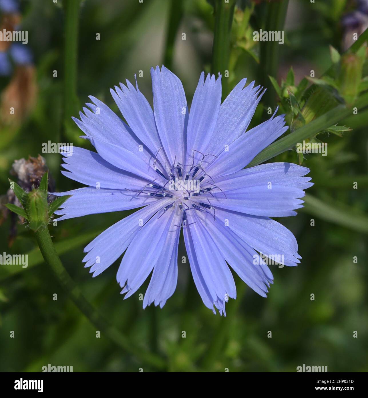 Chicory, Cichorium intybus, is a wild and medicinal plant with blue ...
