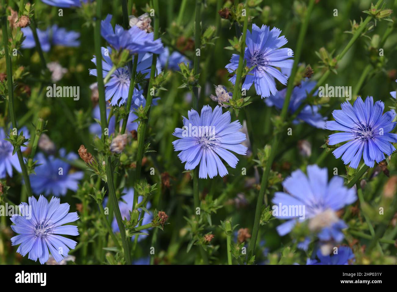 Chicory, Cichorium intybus, is a wild and medicinal plant with blue ...