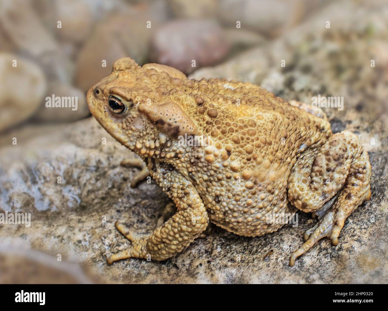 Krotenauge hi-res stock photography and images - Alamy