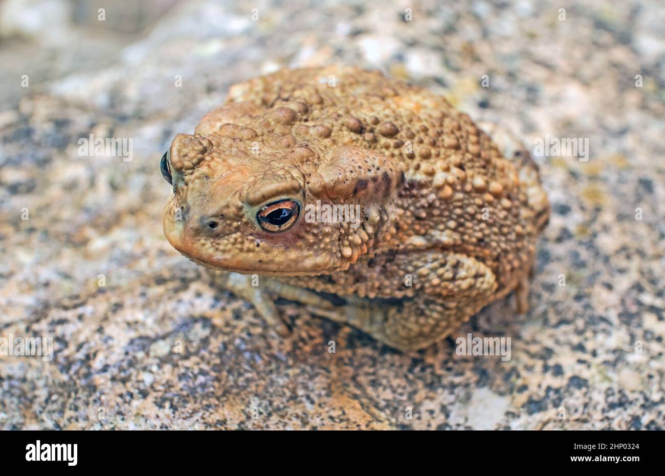 Krotenauge hi-res stock photography and images - Alamy