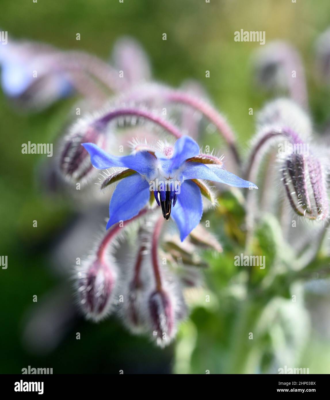 Borage, Borago officinalis, is an important medicinal and medicinal ...