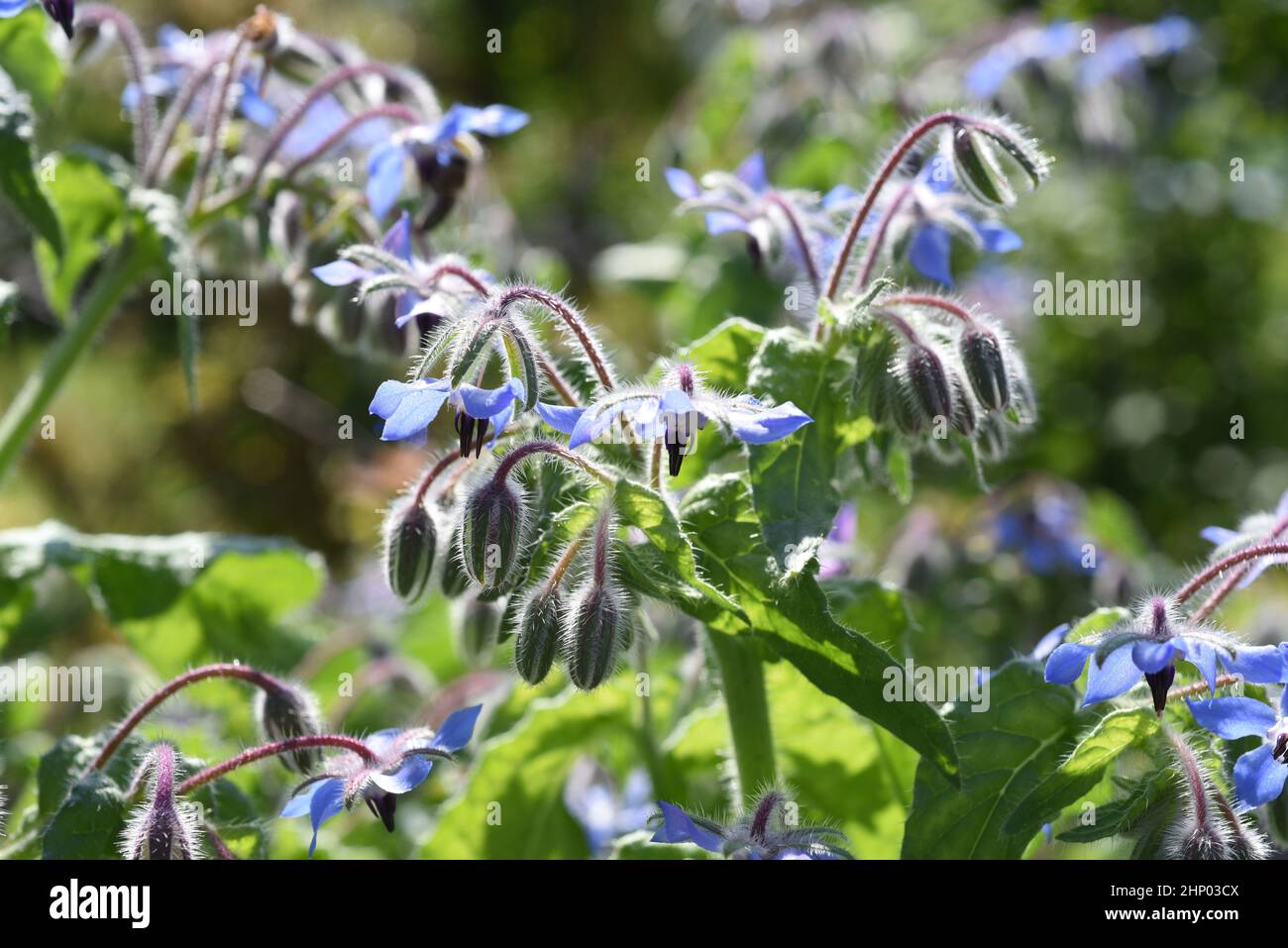 Borage, Borago officinalis, is an important medicinal and medicinal ...