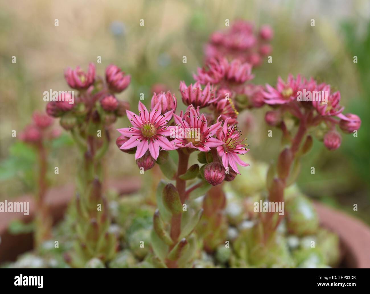 Houseleek, Sempervivum, tectorum, is a medicinal plant and an alpine ...