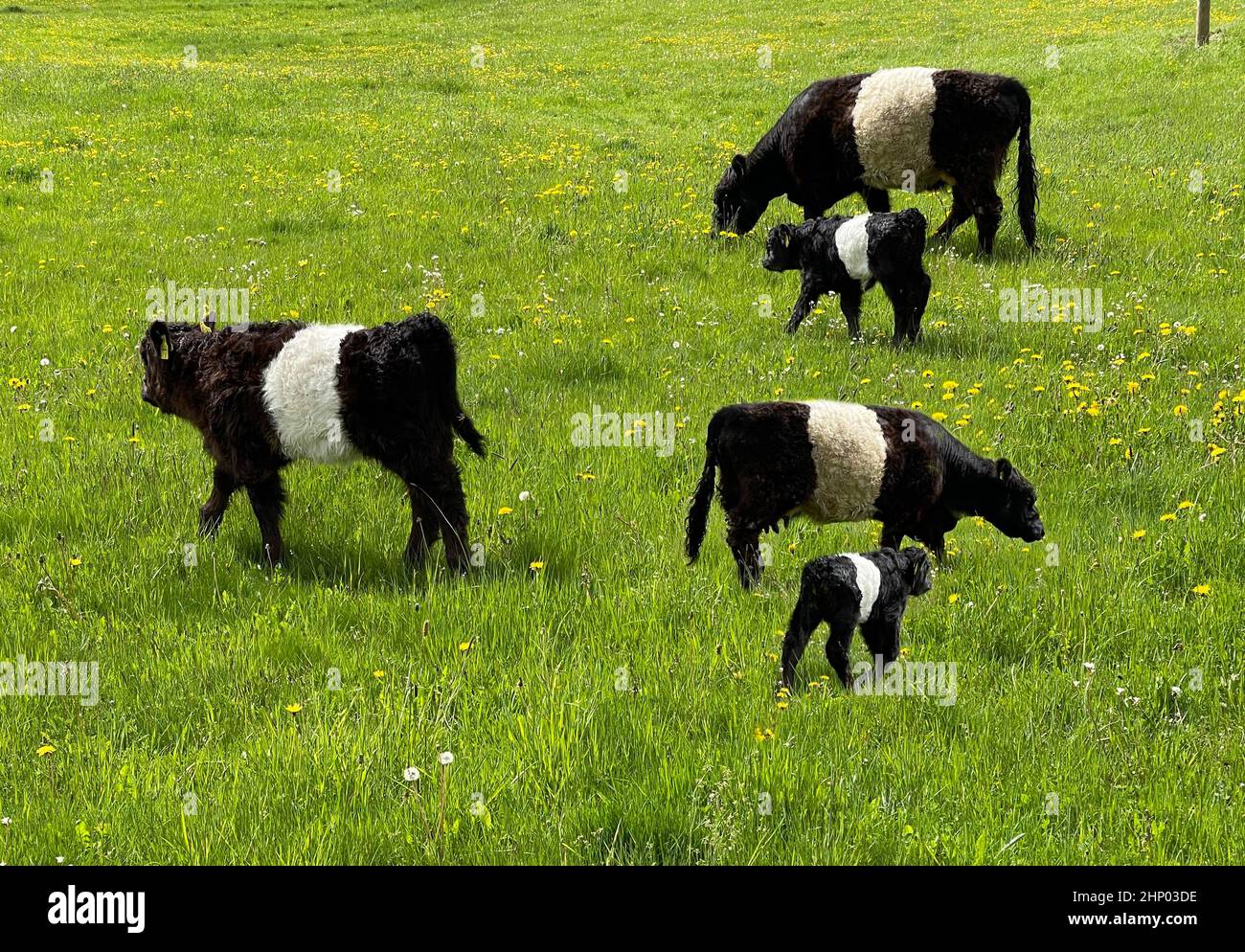 Galloway saddle cattle, Belted Galloways, are farm animals that can be ...