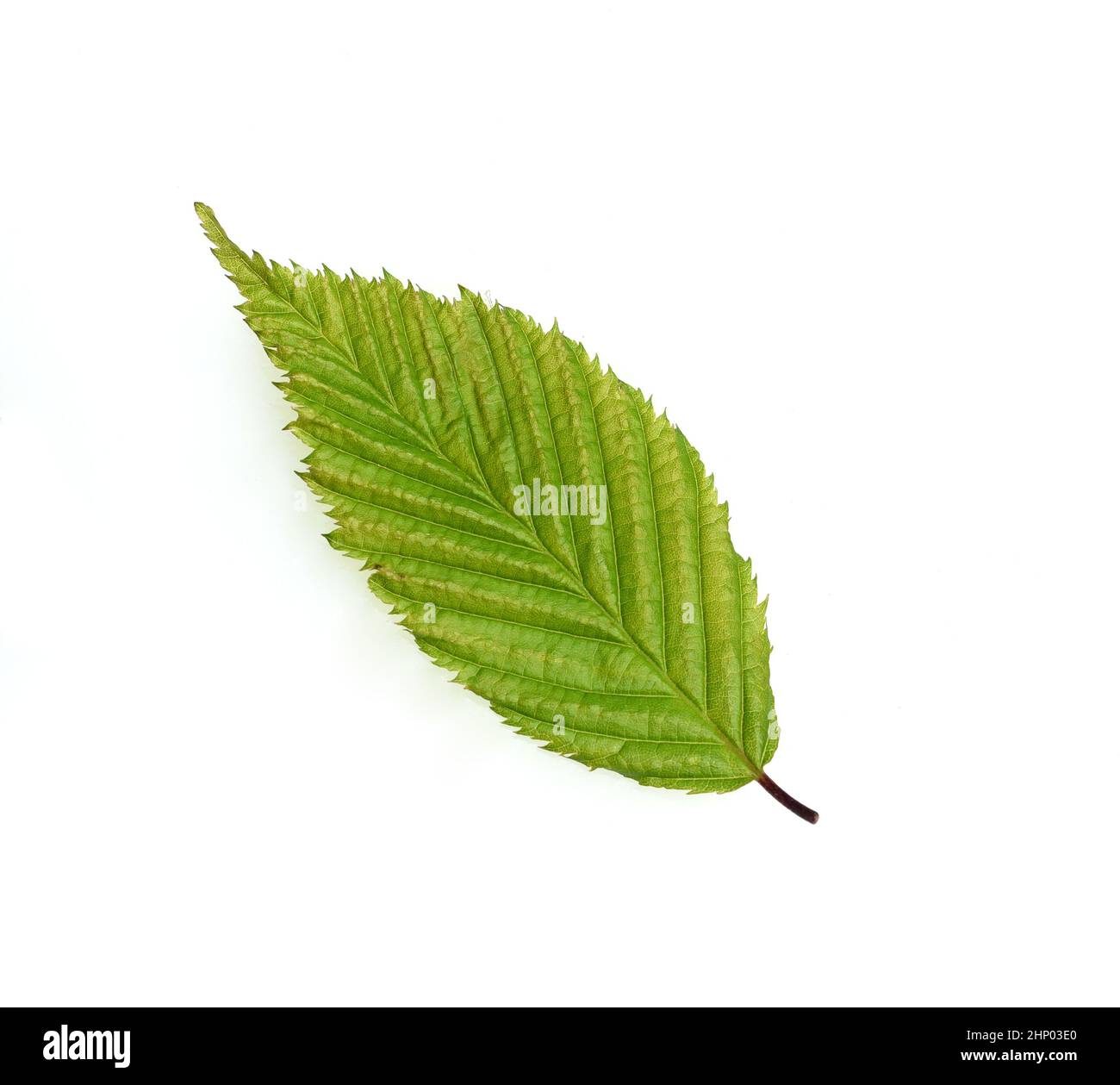 Common hornbeam, Carpinus, betulus, is a deciduous tree, which is often ...