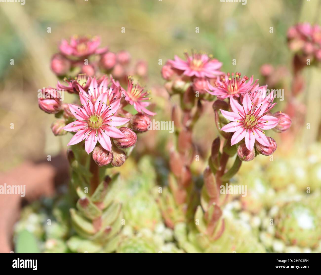 Houseleek, Sempervivum, tectorum, is a medicinal plant and an alpine ...