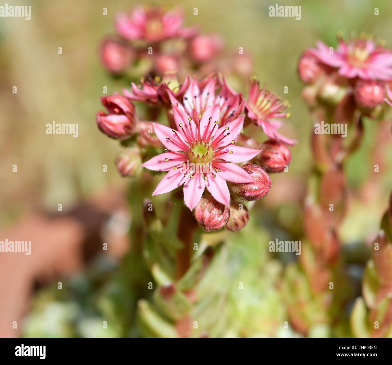 Houseleek, Sempervivum, tectorum, is a medicinal plant and an alpine ...