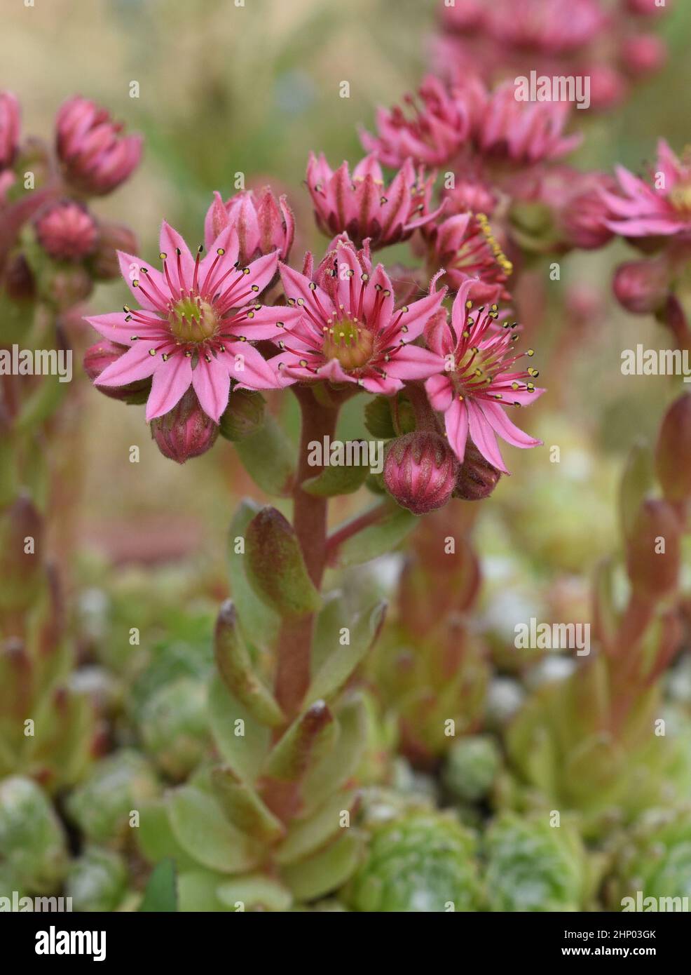 Houseleek, Sempervivum, tectorum, is a medicinal plant and an alpine ...