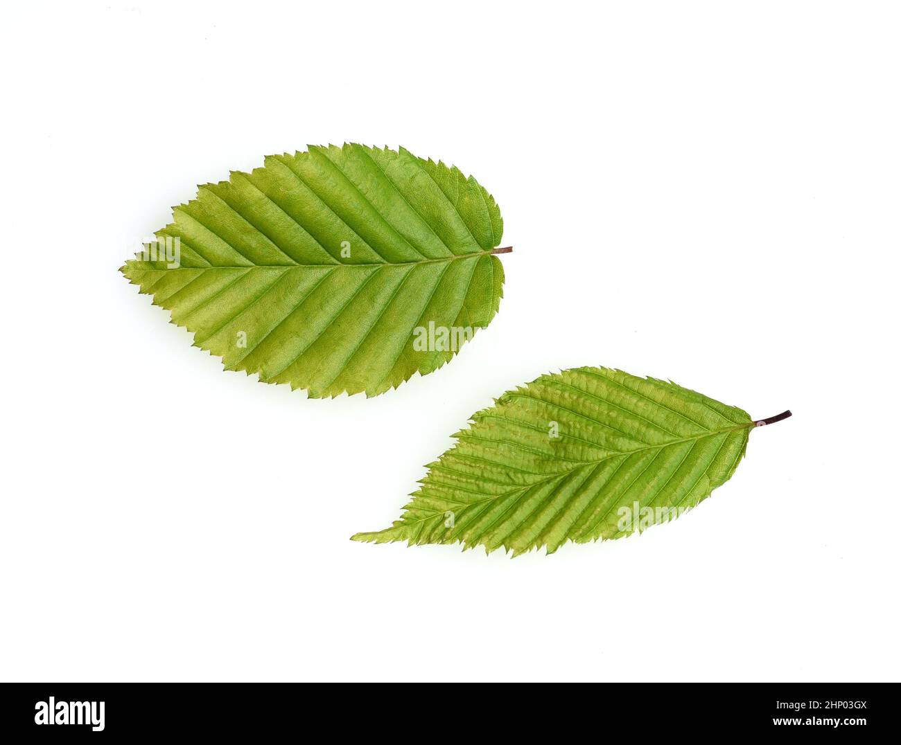 Common hornbeam, Carpinus, betulus, is a deciduous tree, which is often ...