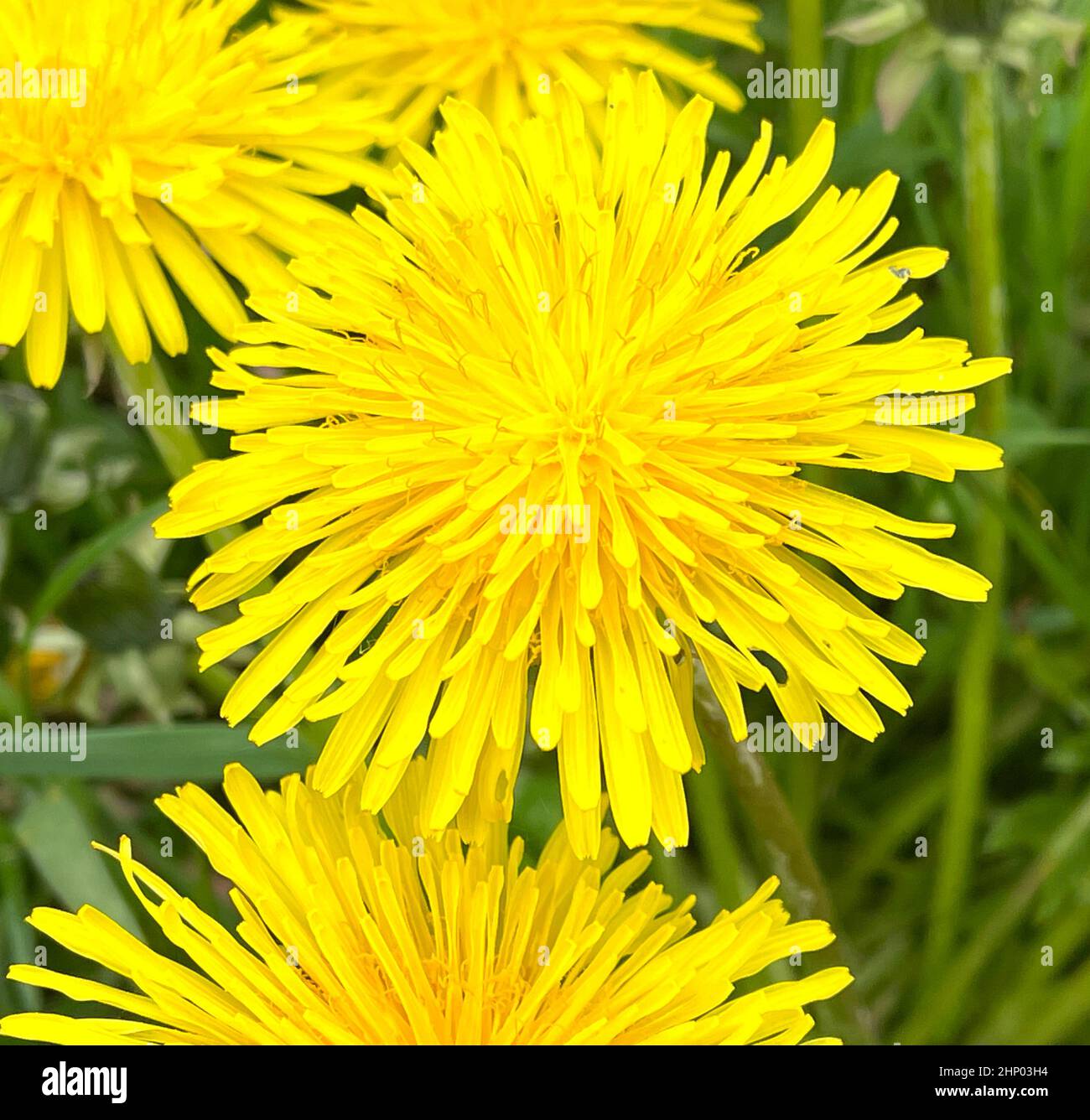 Pioneer plant hi-res stock photography and images - Alamy