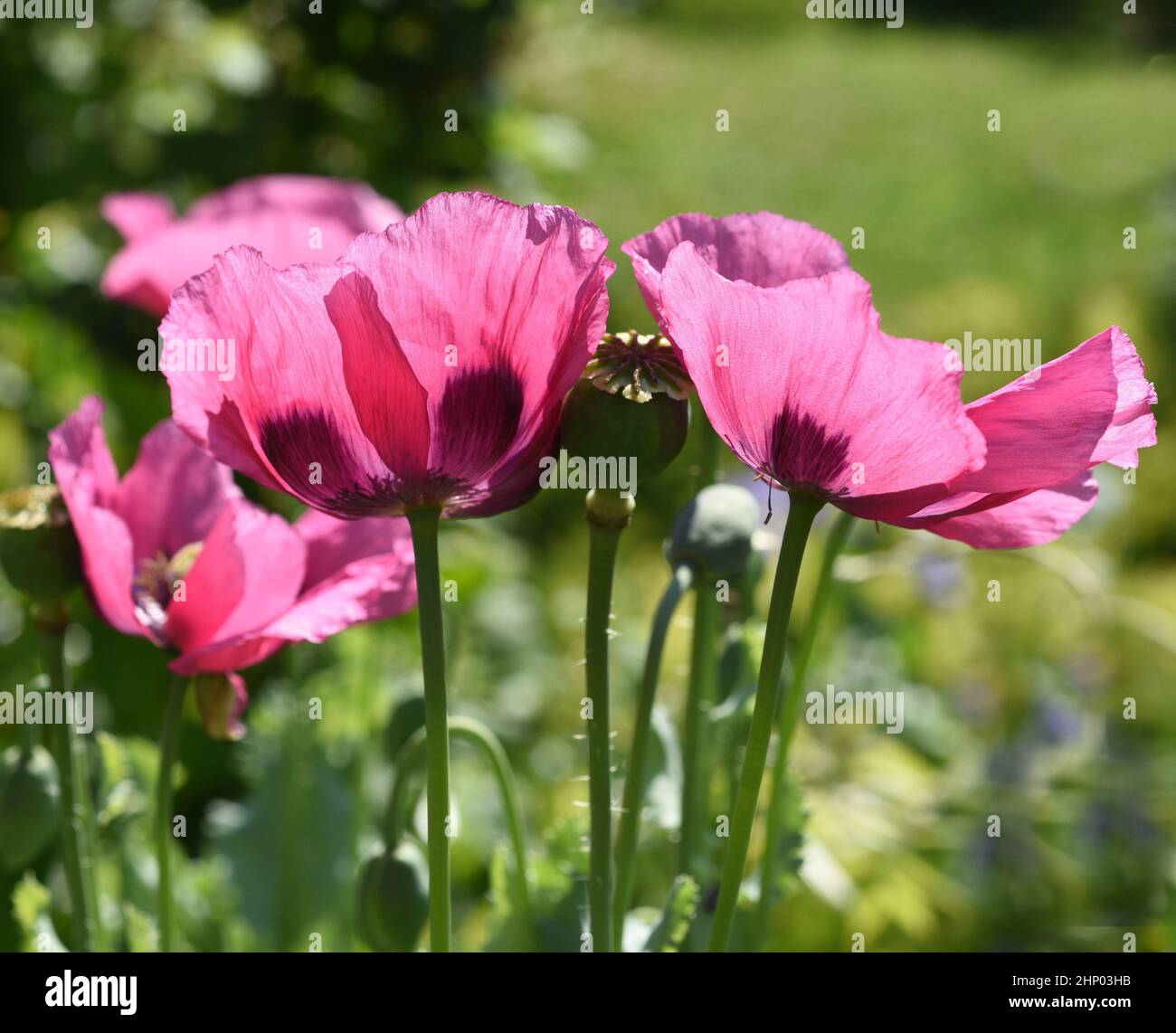 Opium poppy, Papaver somniferum is an intoxicant and a useful and ...