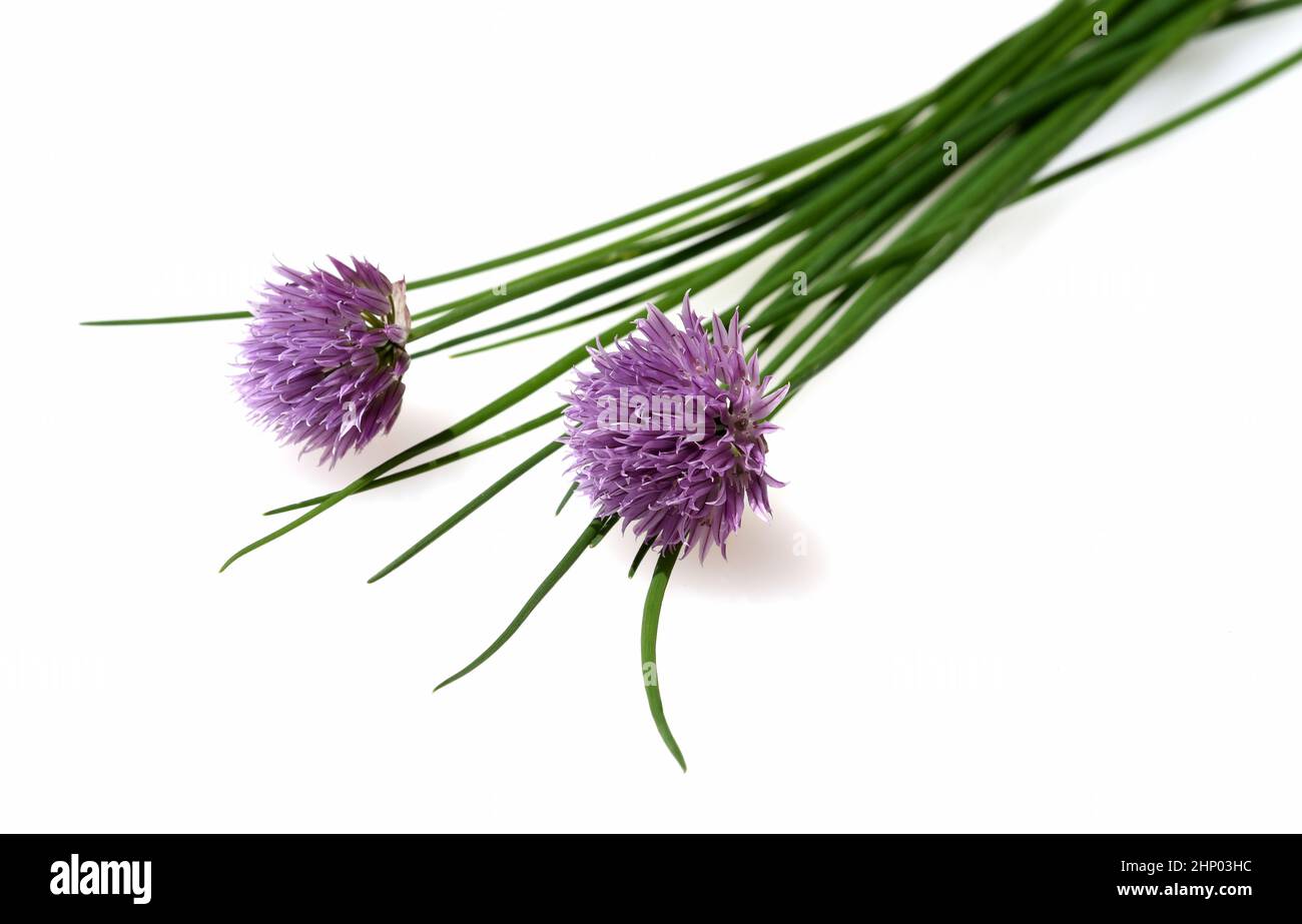 Chives, Allium schoenoprasum, are an important medicinal and medicinal ...