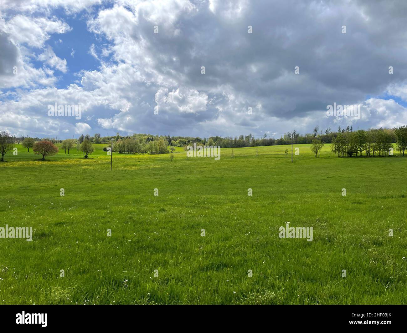 Green meadow in the Taunus during the spring with colorful, flowers and ...
