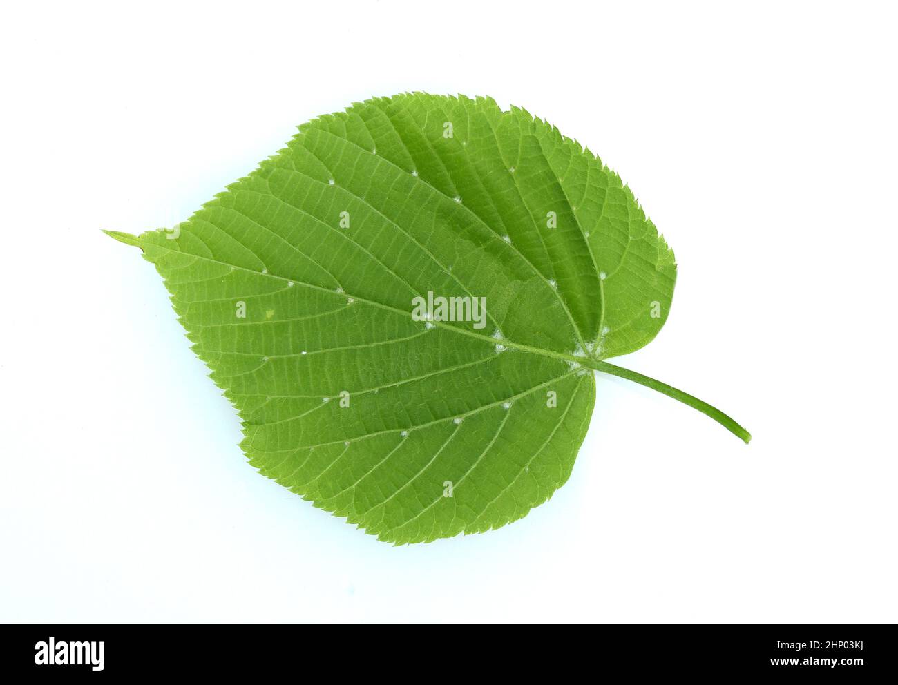 Linden tree, Tilia Cordata, is an important medicinal plant and is used ...