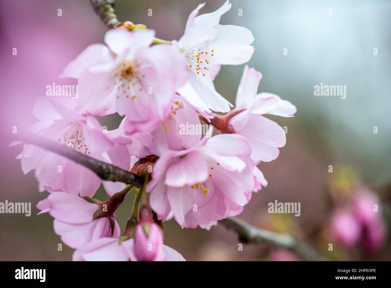 Pink sakura branch mountain hi-res stock photography and images - Alamy