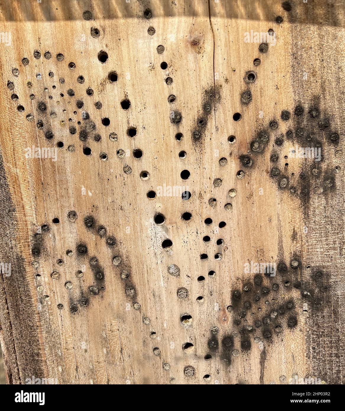 Insect hotels serve insects, especially wild bees, as a shelter and ...