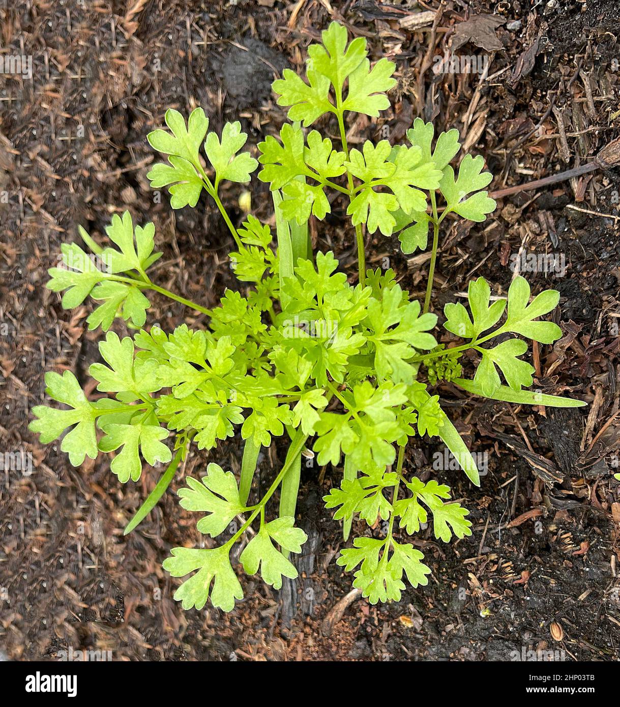 Chervil, Anthriscus cerefolium, is an important medicinal and medicinal ...