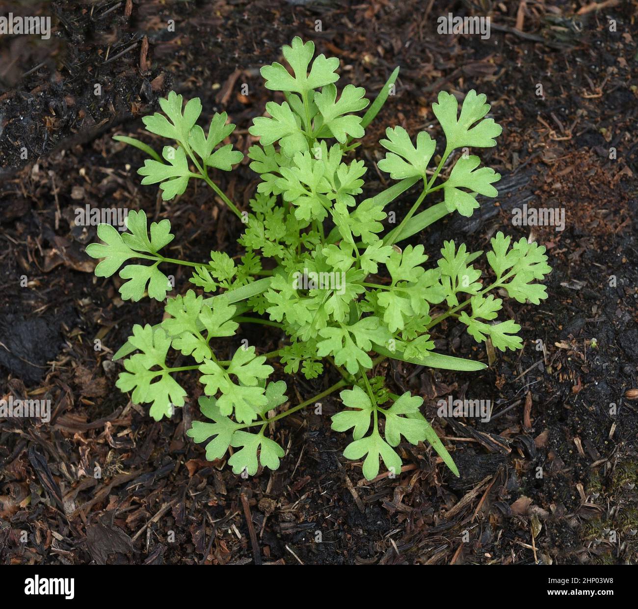 Chervil, Anthriscus cerefolium, is an important medicinal and medicinal ...