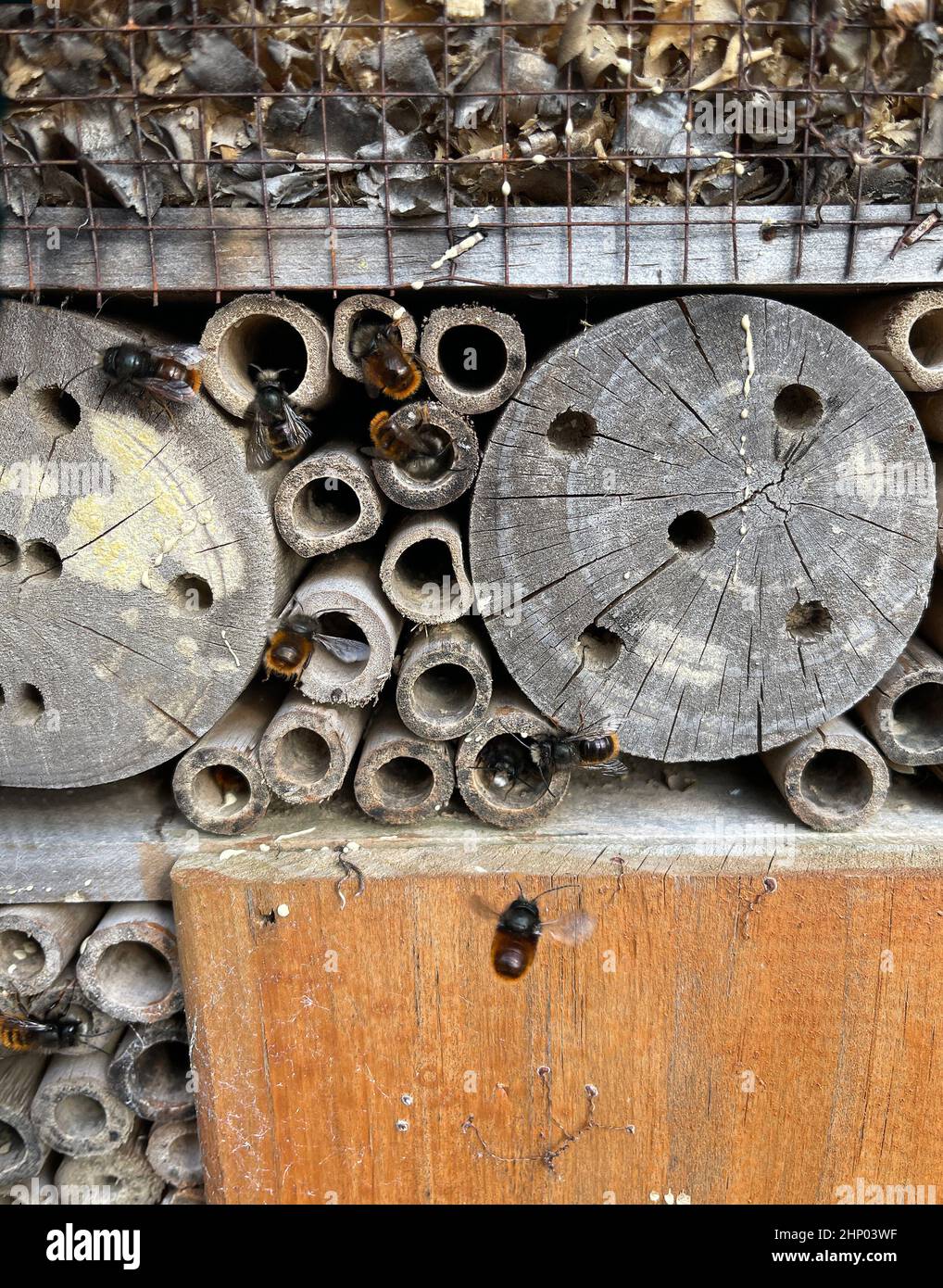 Insect hotels serve insects, especially wild bees, as a shelter and ...