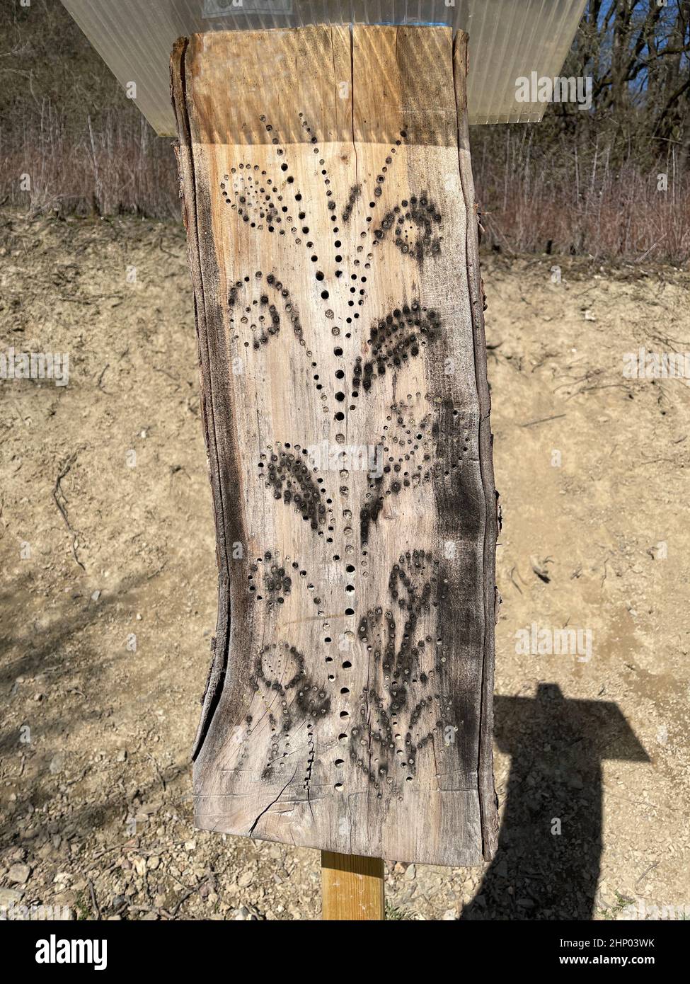 Insect hotels serve insects, especially wild bees, as a shelter and ...